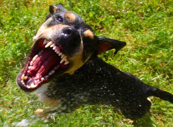 Animal Bite: When to Visit an Emergency Room (ER)