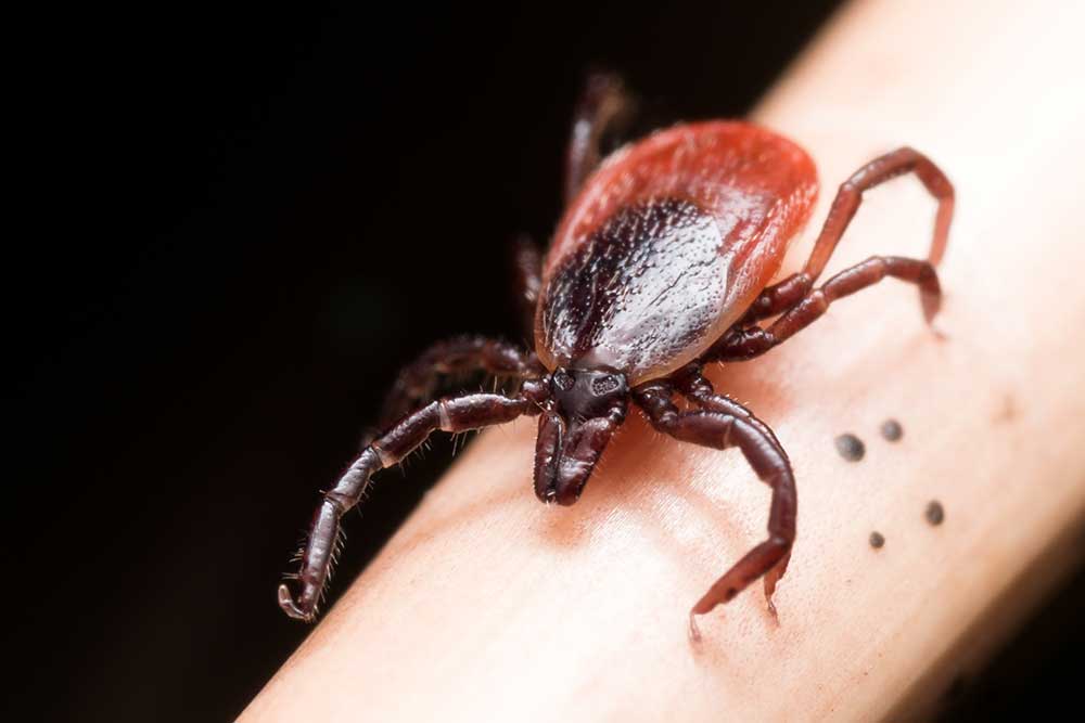 Dog Tick Infestation On Humans